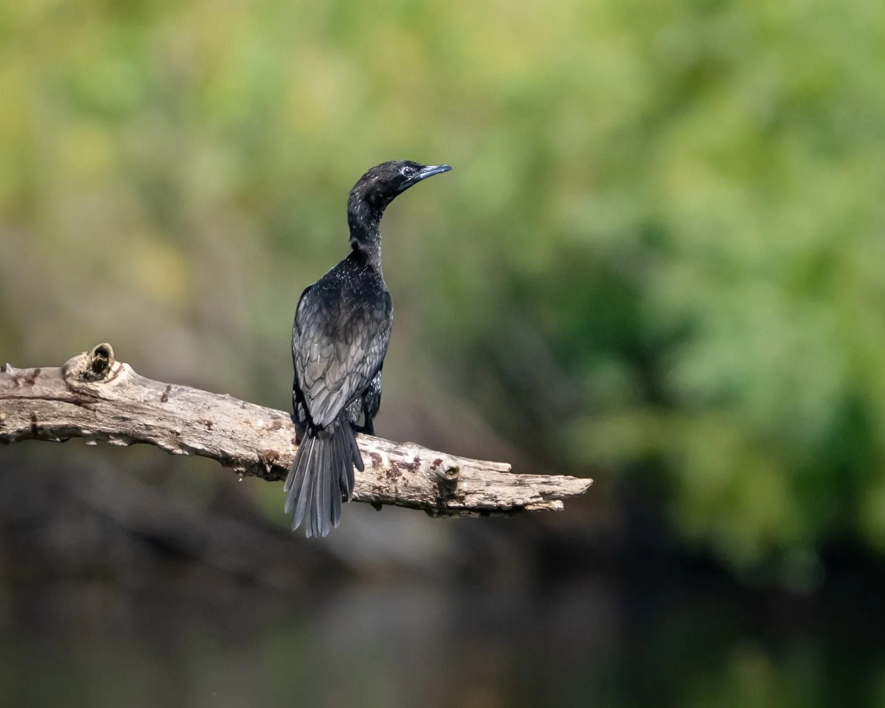 Delta Dunării — Excursii, Cazare, Gastronomie și Fauna Deltei